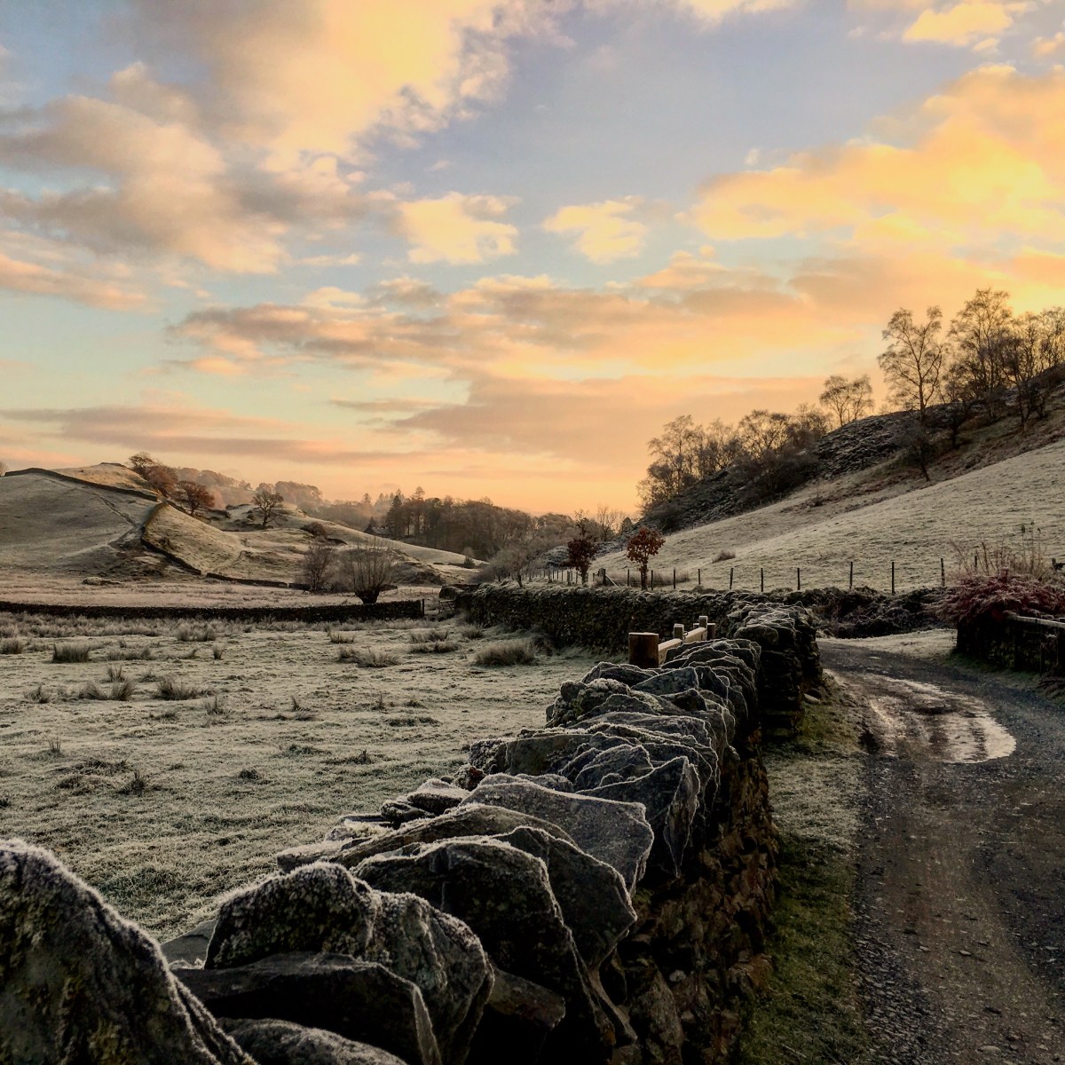 Low Hallgarth – Wattle and Ash