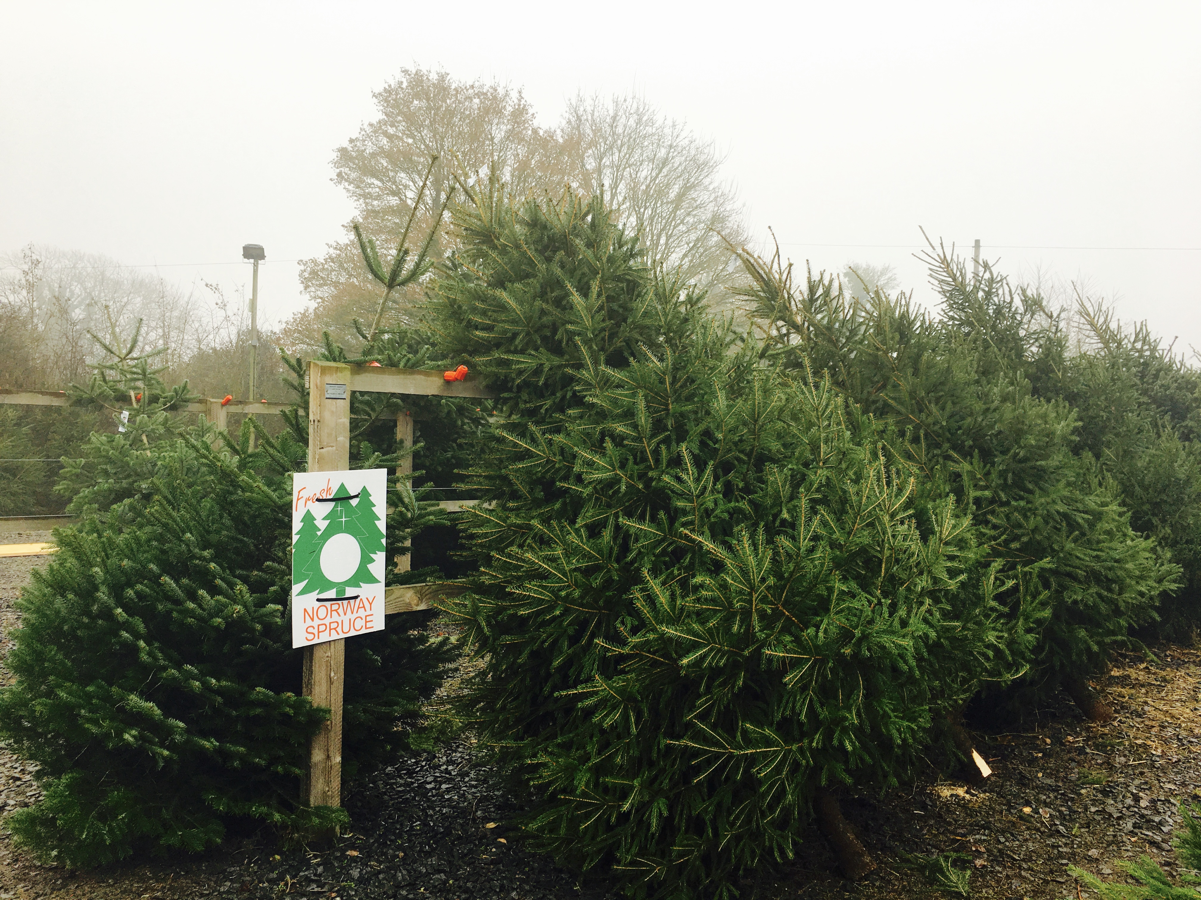 O Christmas tree – Wattle and Ash