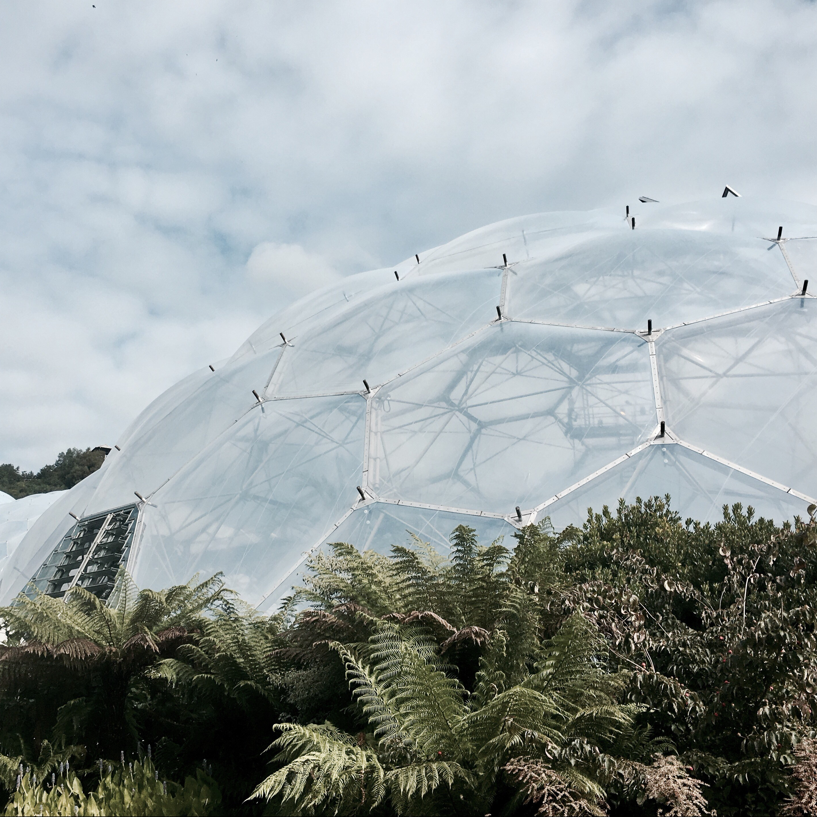 The Eden Project – Wattle and Ash