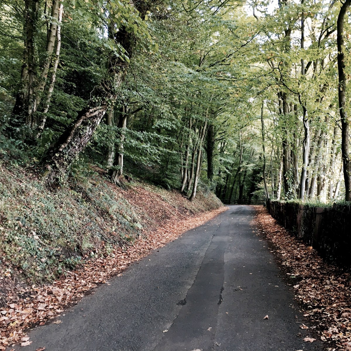 Holywell Road – Wattle and Ash