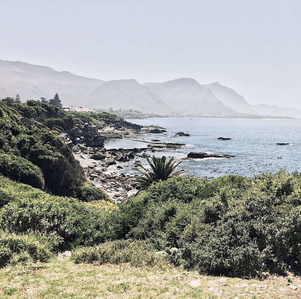 Welcome to the Western Cape – Wattle and Ash