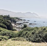 Welcome to the Western Cape – Wattle and Ash