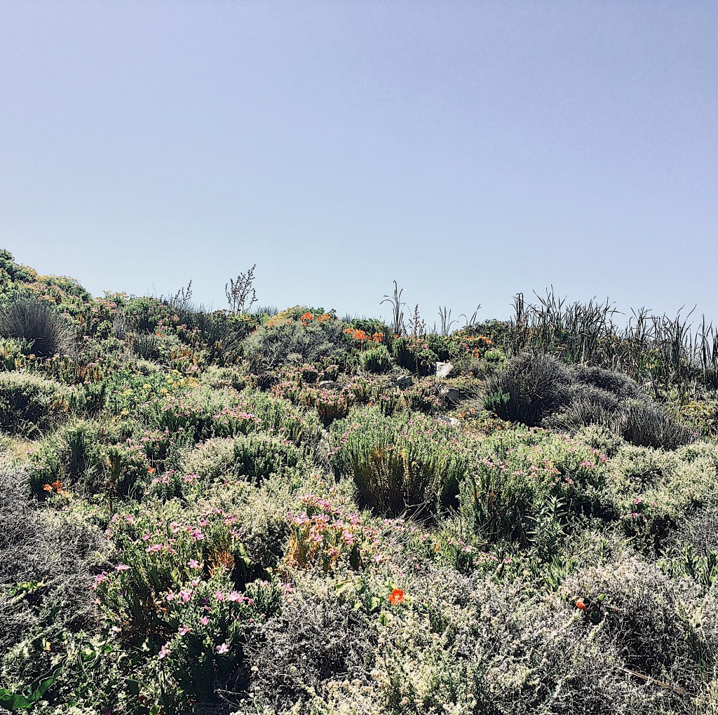 Welcome to the Western Cape – Wattle and Ash