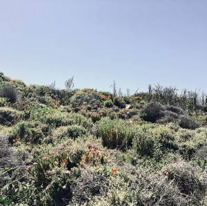 Welcome to the Western Cape – Wattle and Ash