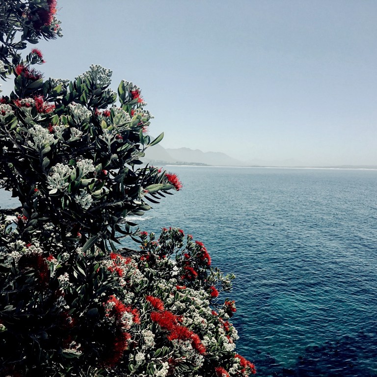 Welcome to the Western Cape – Wattle and Ash