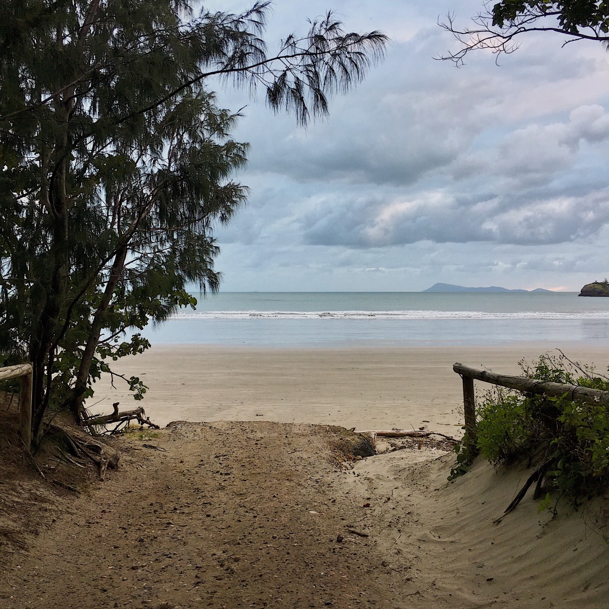 Wallabies on the beach – Wattle and Ash