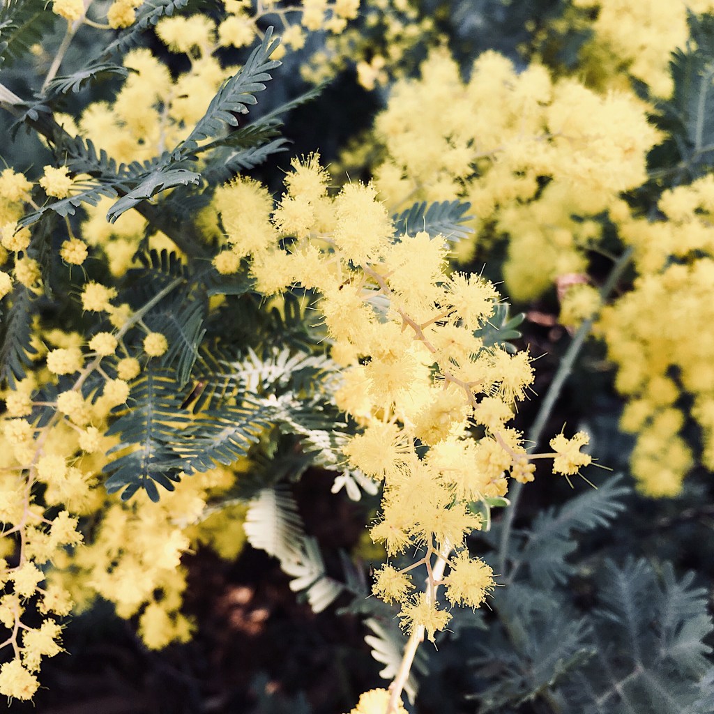Wattle time – Wattle and Ash