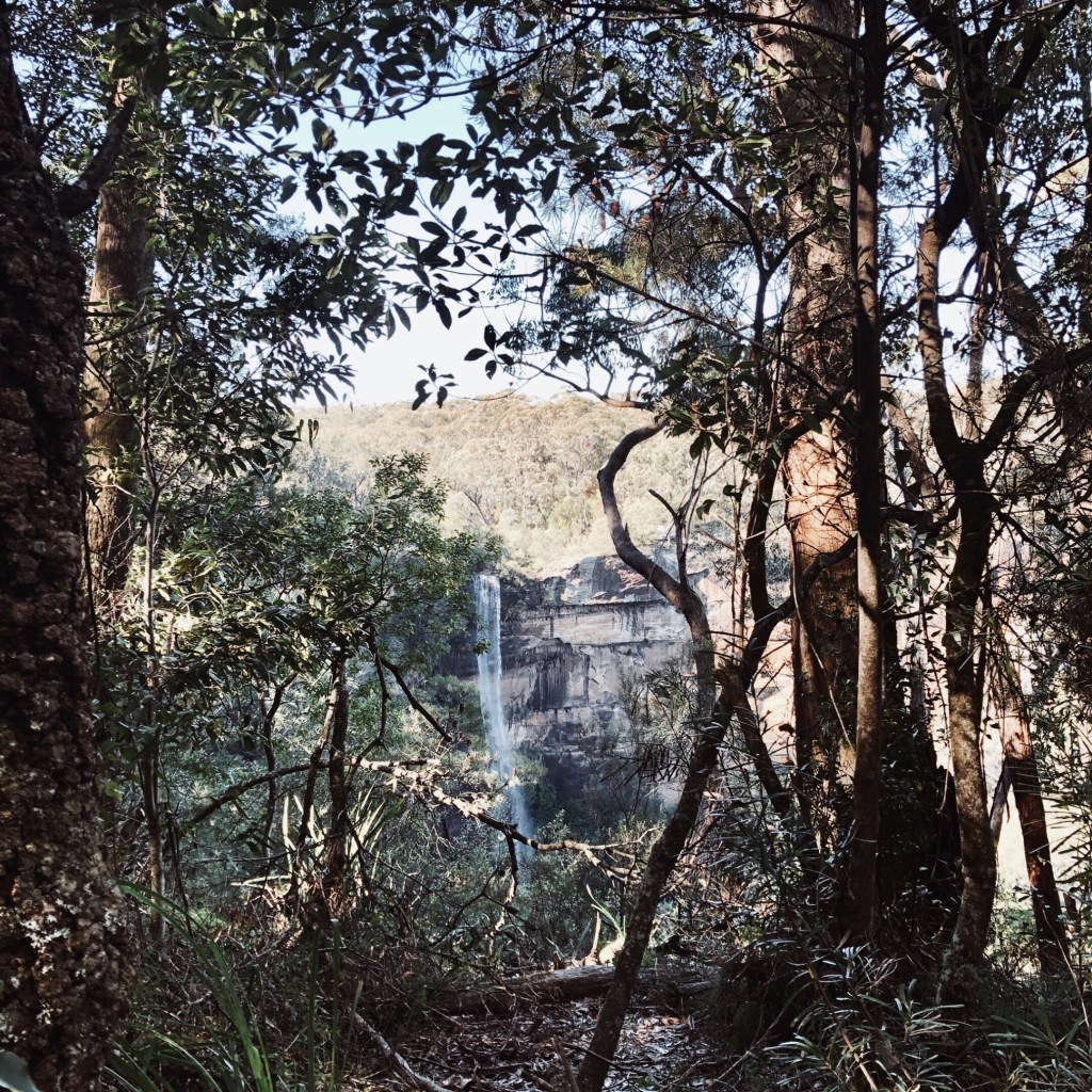 Fitzroy Falls – Wattle and Ash